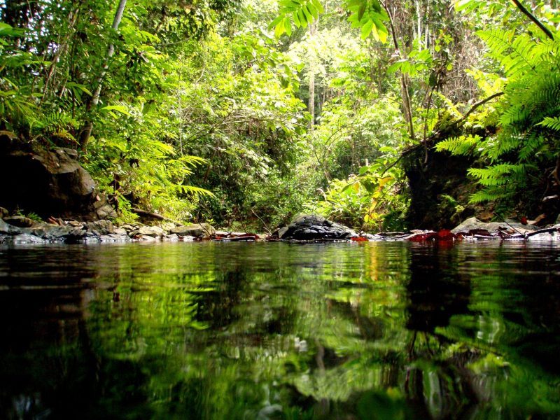 Pengertian Hutan Lindung Beserta Jenis dan Manfaatnya - Batik Honest