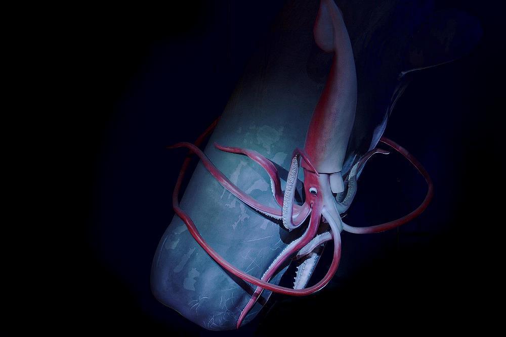 Architeuthis dux - Ich wusste es schon immer | Ist Doch Was Ihr Wollt