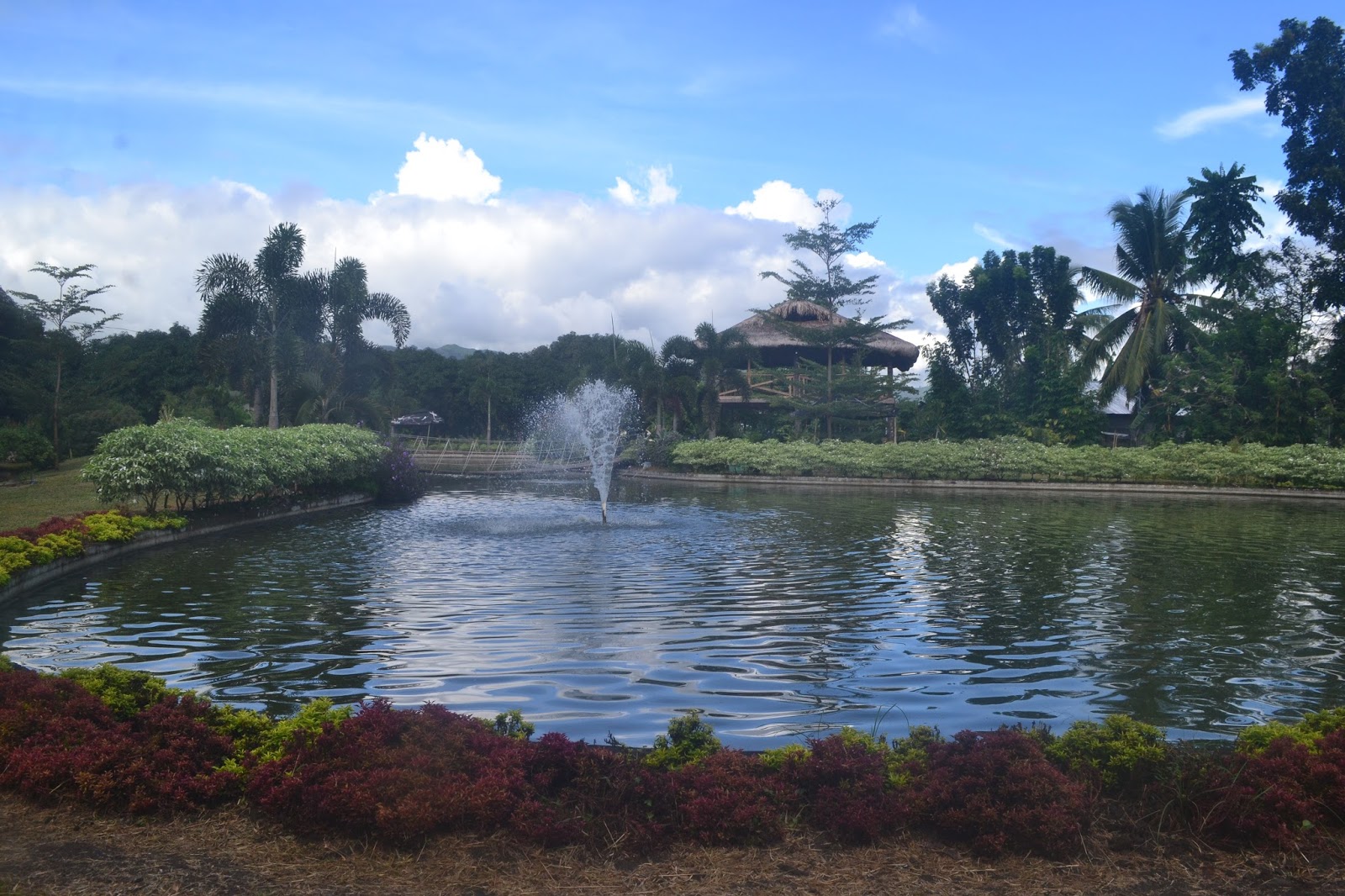 Koi Pond @3Doe EcoPark in Malandag, Malungon Saragani Province