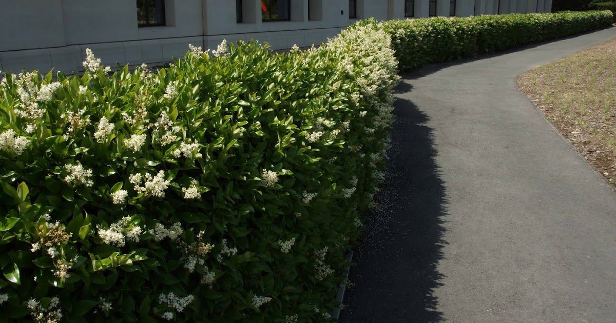 Tall Narrow California Ligustrum (Privet) Hedge