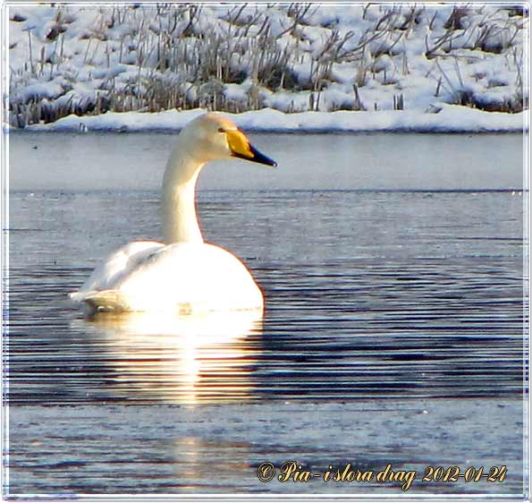 Mitt liv i stora drag...: Mer Sol, Snö och (Sång)Svanar