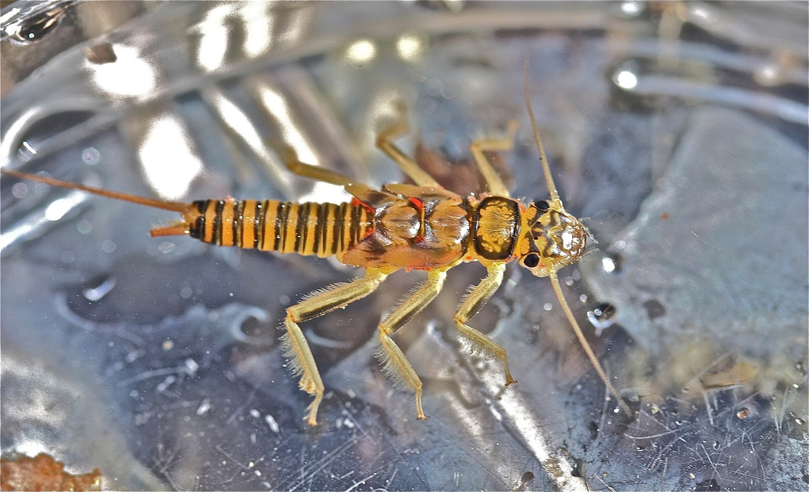 Aquatic Insects of Central Virginia: An EPT List for the Rapidan River ...