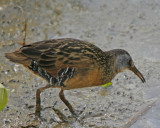 sundarban: Birds of the Sundarban