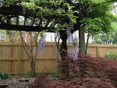 Memphis Trees: April Comes to Memphis