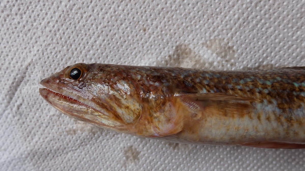 Gušter (riba) - Vis, Croatia