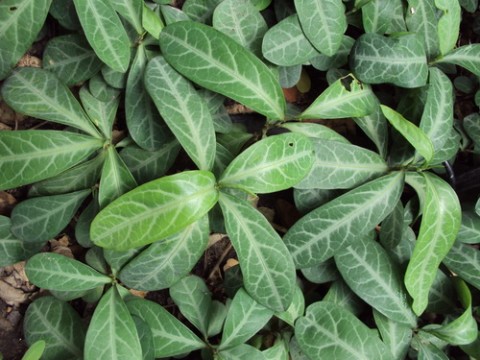 ลิ้นมังกร สรรพคุณและประโยชน์ของต้นลิ้นมังกร