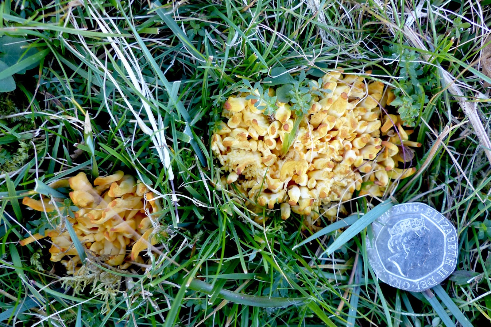 A Kilchoan Diary: Birds and a Fungus