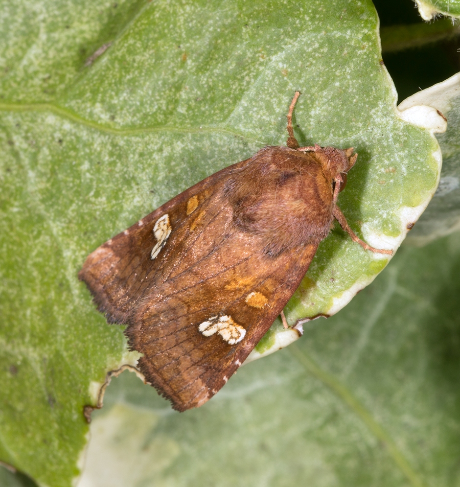 Ceredigion Moths: July 2018
