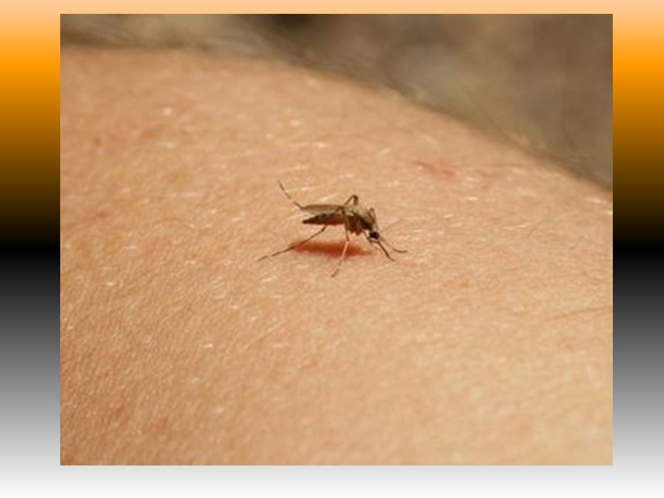 TRUCOS Y CONSEJOS CASEROS: PICADURAS DE INSECTOS