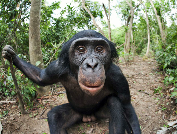Chimpanzees of Congo