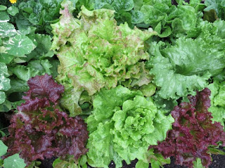 Too Many Tomatoes : June Update - Luscious Lettuce