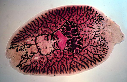 Cacing pipih, Platyhelminthes - Jenisajatitik