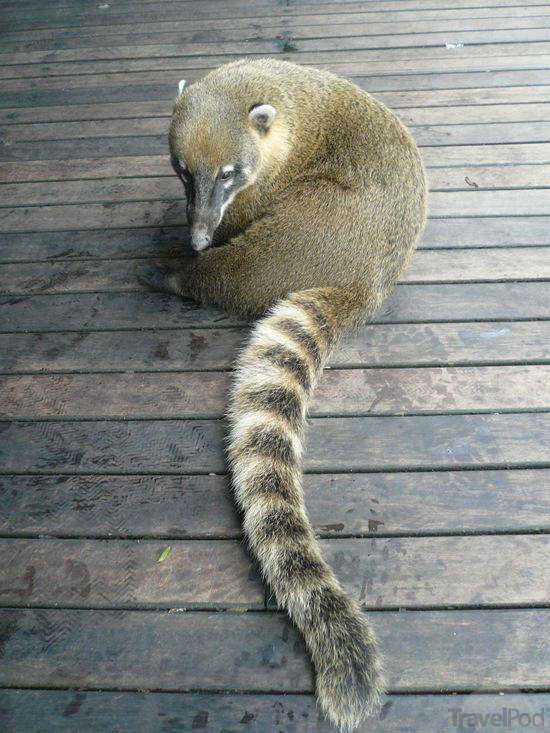 Imágenes del mundo animal: Coati