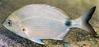 Dicas de Pesca: Marimbá