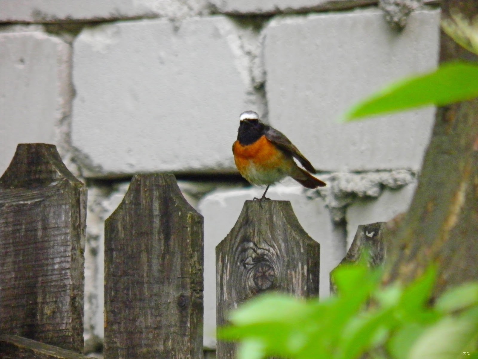 PASARI DIN ROMANIA: CODROS DE PADURE (2), Phoenicurus phoenicurus