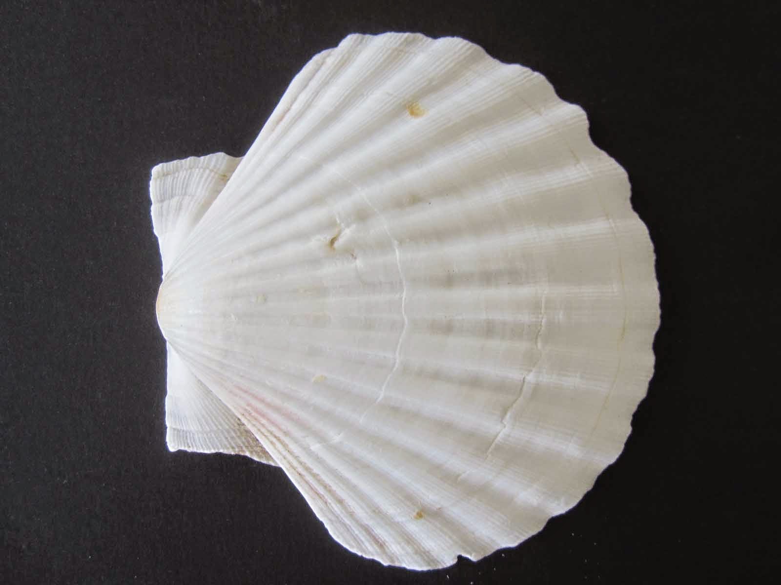 VIEIRA DE PEREGRINO - MARavillARTE: Concha Compostelana