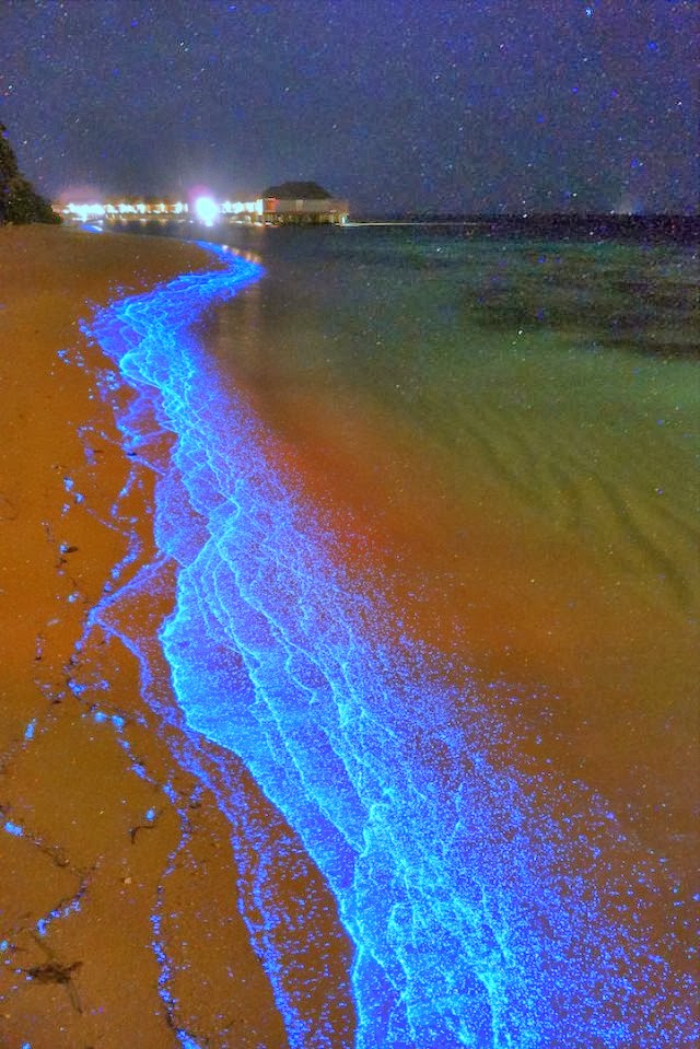 Bioluminescence et Chimiluminescence: I) Bioluminescence