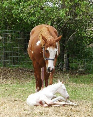 Rose Valley Ranch: Overo Lethal White Syndrome (OLWS)