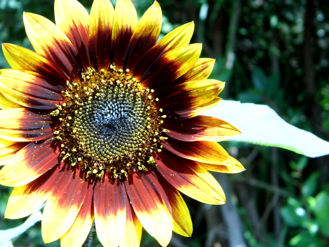 One Mother Hen: Bronze Sunflower