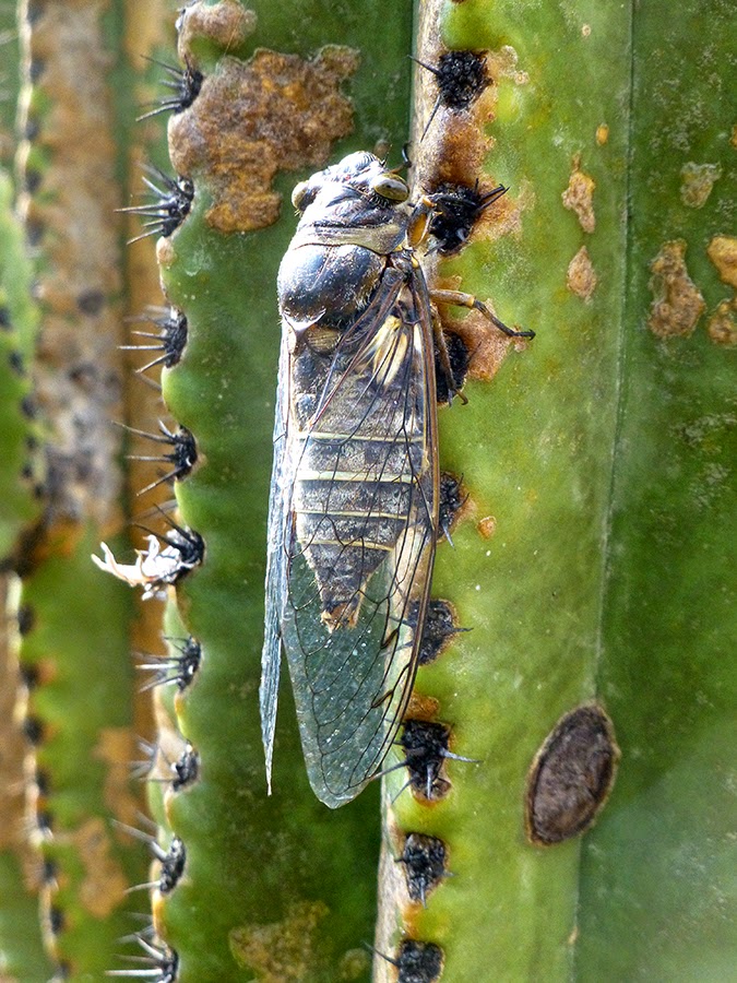 Oaxaca-The Year After: Bugs