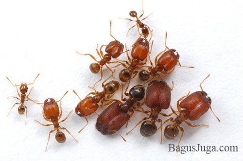 Ilmuwan Genetika Berhasil Menciptakan Semut Dengan Kepala Besar ~ copas