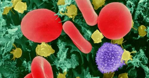 Apa Itu Bakteri Patogen - Perumperindo.co.id