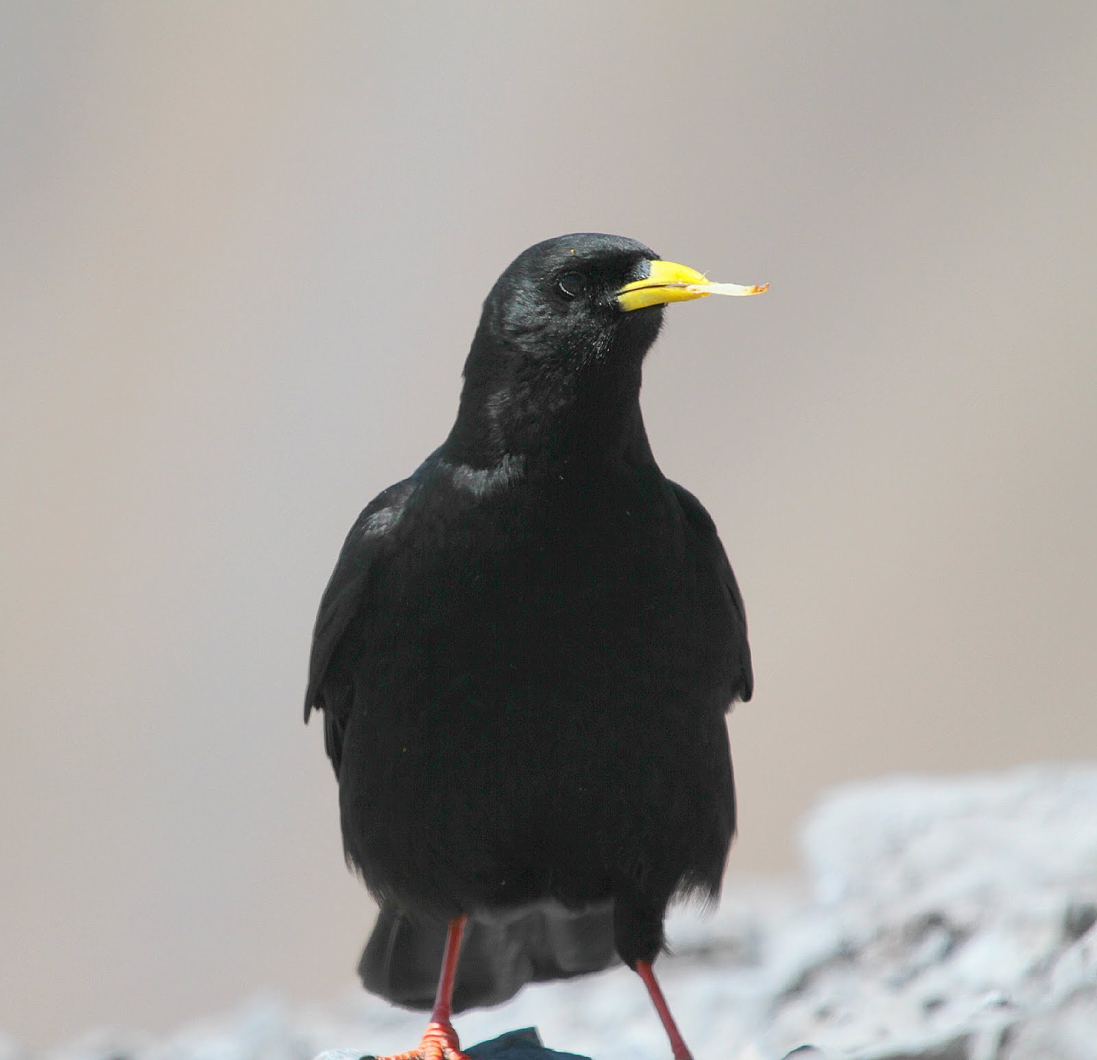 AVESANTURTZI: AVES ALPINAS Y ( III )