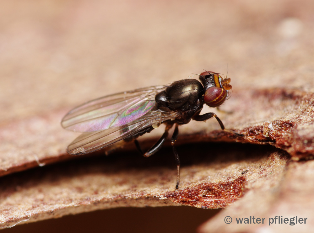 Nature photos from an Amateur Naturalist: Debrecen, Hungary (Debrecen, Ungarn) (Debrecen ...