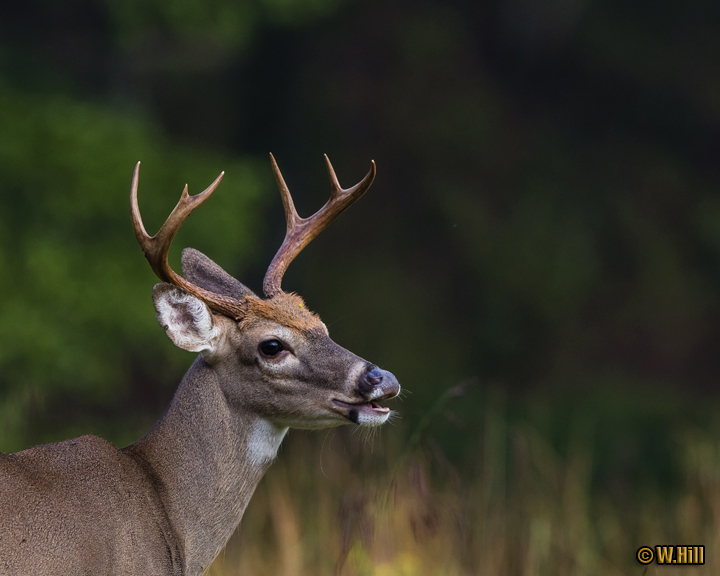 Pennsylvania Wildlife Photographer: Whitetail Pre-Rut Gives Excellent ...