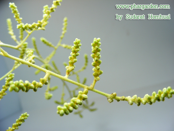 พืชมีพิษ ฤทธิ์อันตราย: สิงหาคม 2017