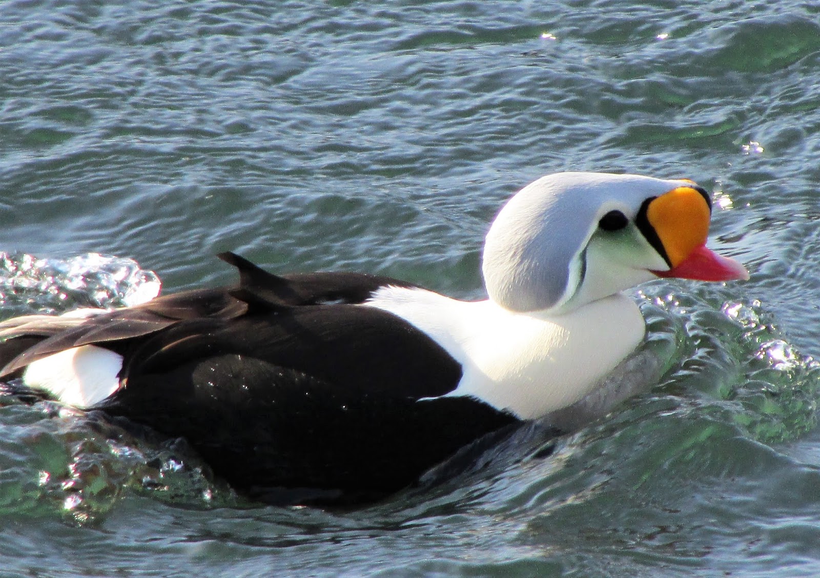 Long Island Birding: King Eider