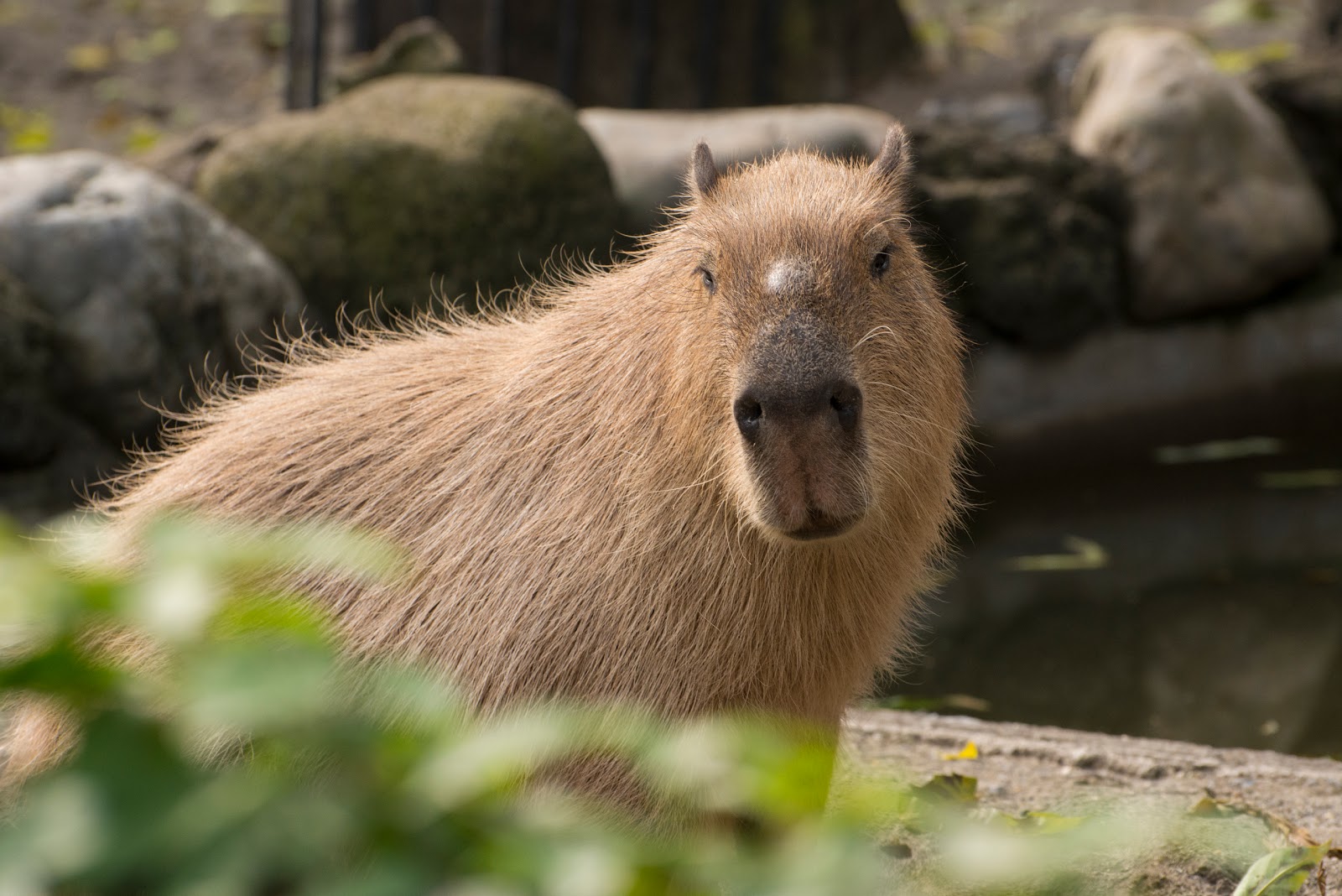 Bank of PhotoGraphics: Ueno Zoo XIII: Capybara 4