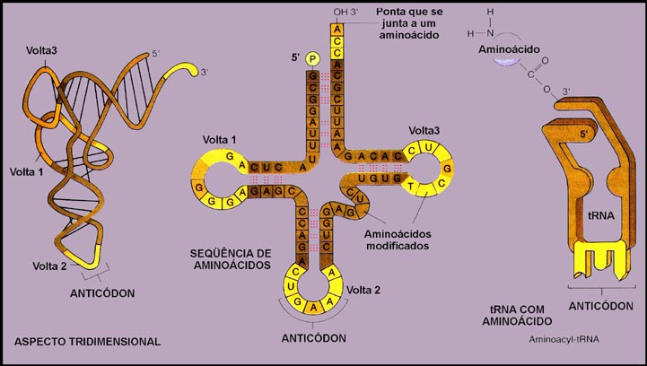 BIO POINT: A BASE MOLECULAR DA VIDA