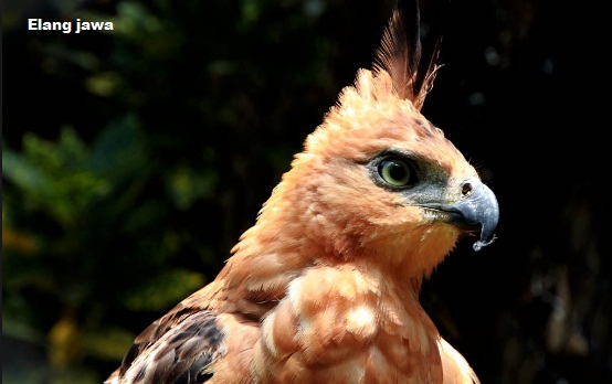 Monster-Animal: Elang Jawa - Lambang Negara Indonesia yang Terancam Punah