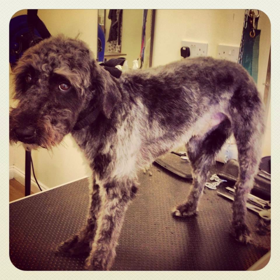 Alpoochino Dog Grooming: Jackapoo - long legged Before and After