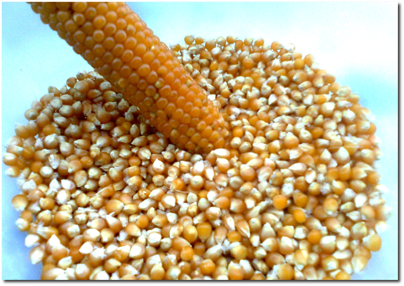 Frutta E Verdura Dal Campo Pop Corn Anno Secondo frutta-e-verdura-dal-campo-pop-corn-anno-secondo