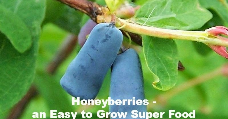 How to Grow Honeyberries - and Easy-to-Grow Super Food - Proverbs 31 ...