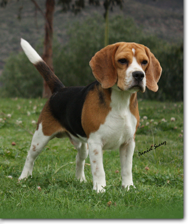 BEAGLE TRICOLOR PEDIGREE: BEAGLE TRICOLOR EXCELENTE PEDIGREE (PAPA FOTO ...