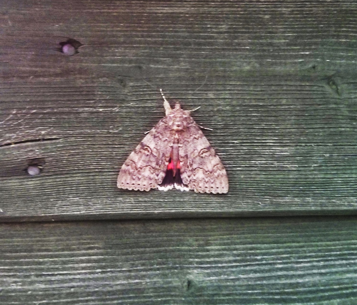St Helens Birds and Wildlife: Red Underwing Moth, My Garden Eccleston