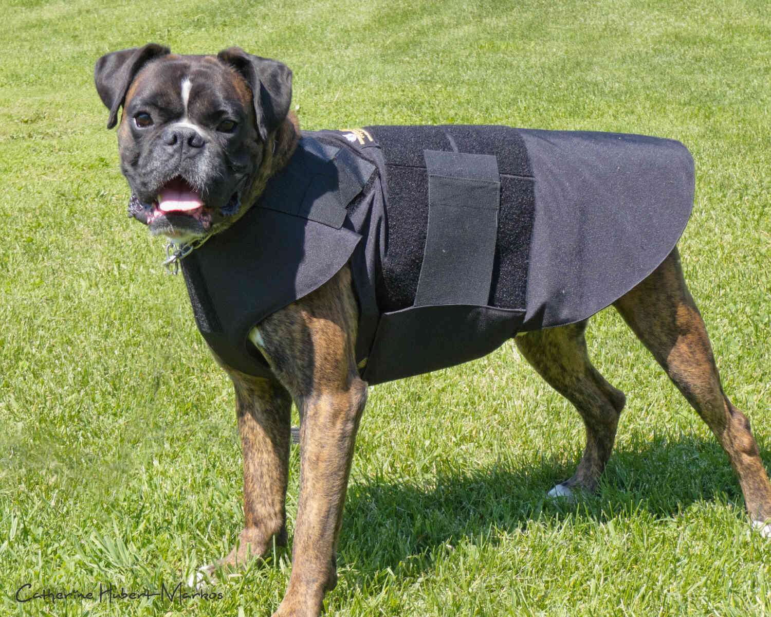 Bachbett Boxer Blog: New Police K9 Boxer!