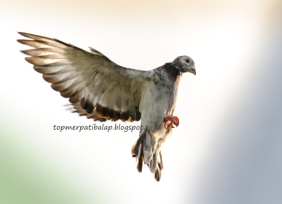 MERPATI BALAP GO BLOG: Ini Lho Ciri-ciri Merpati Balap Yang Bagus dan ...