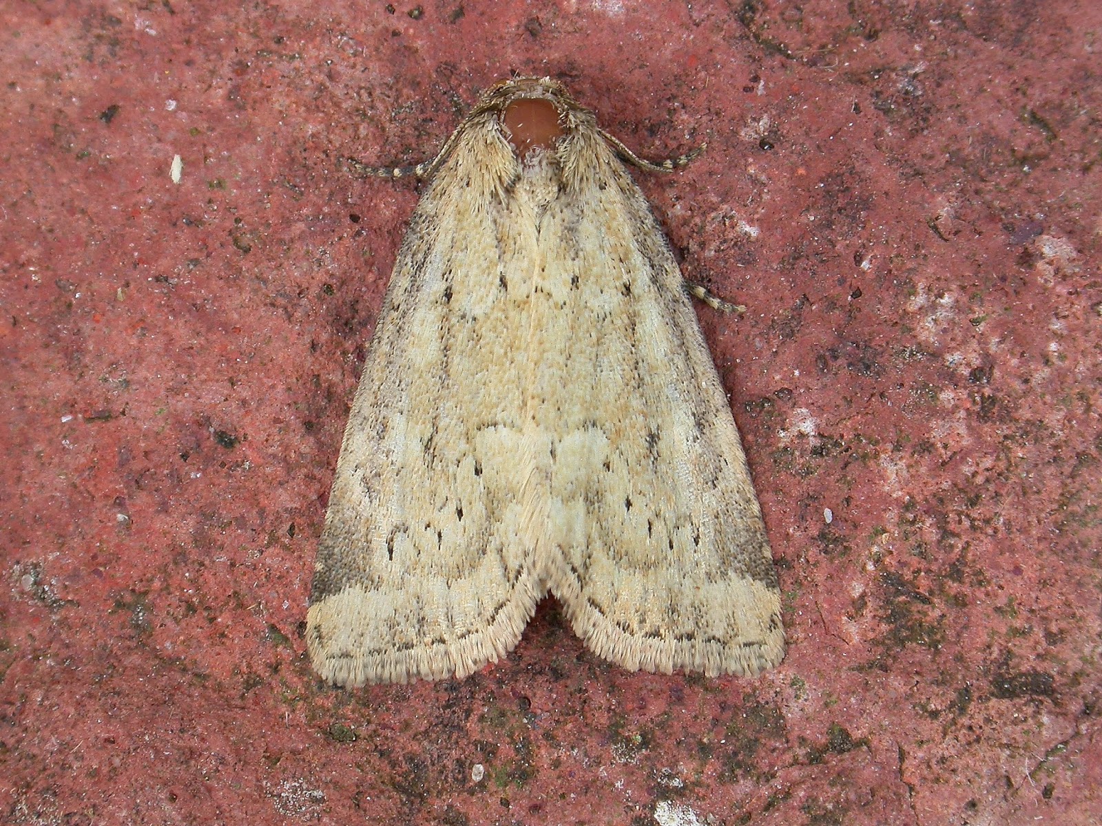 Garden Moths, 1999 to 2022