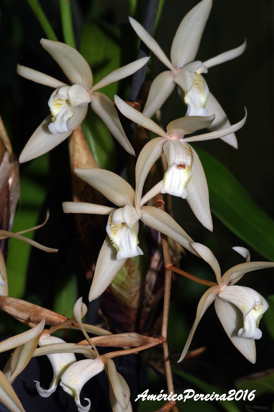 Orquídeas soltas: Coelogyne albolutea