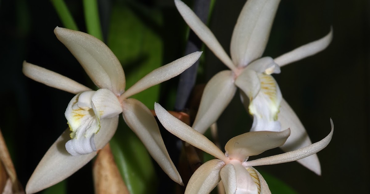 Orquídeas soltas: Coelogyne albolutea