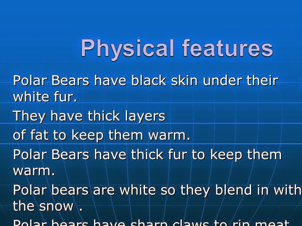 Seabury Pioneers: Bear Reports