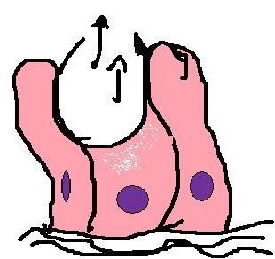 Blog Mahasiswa: Klasifikasi Epitel Kelenjar