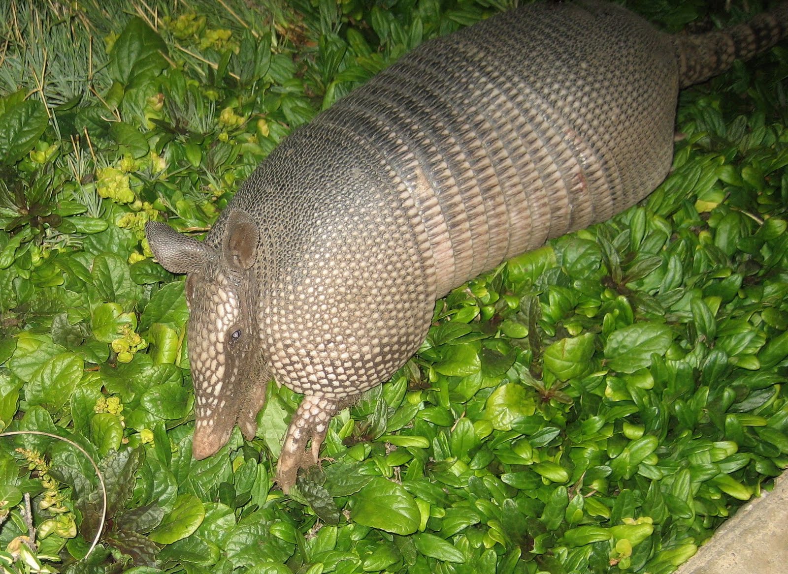 Tales from the Tulls: Armadillo Soup...