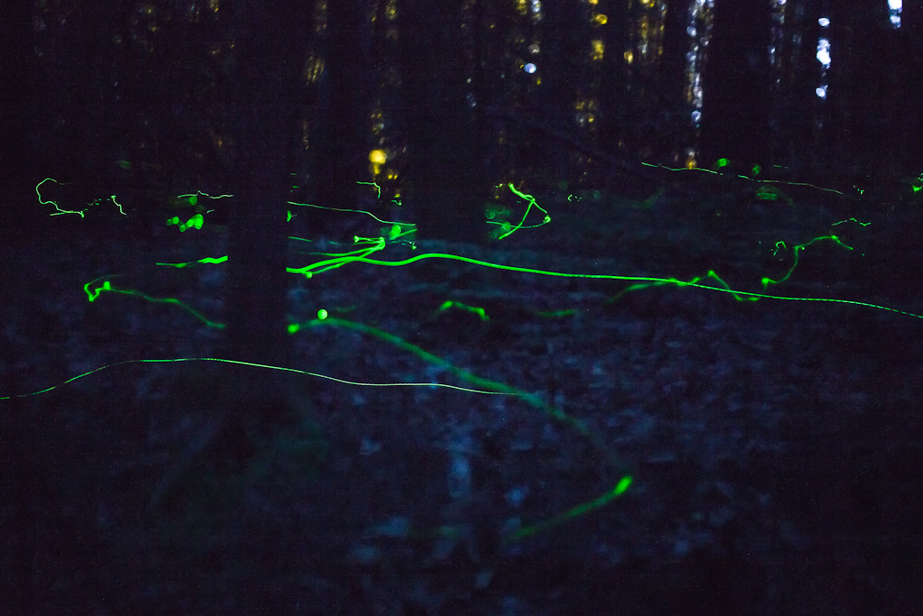 Femme au foyer: On the hunt for the blue ghost