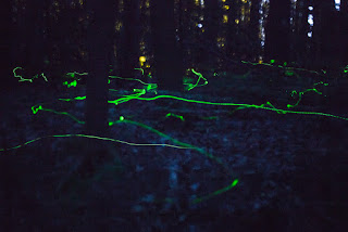 Femme au foyer: On the hunt for the blue ghost