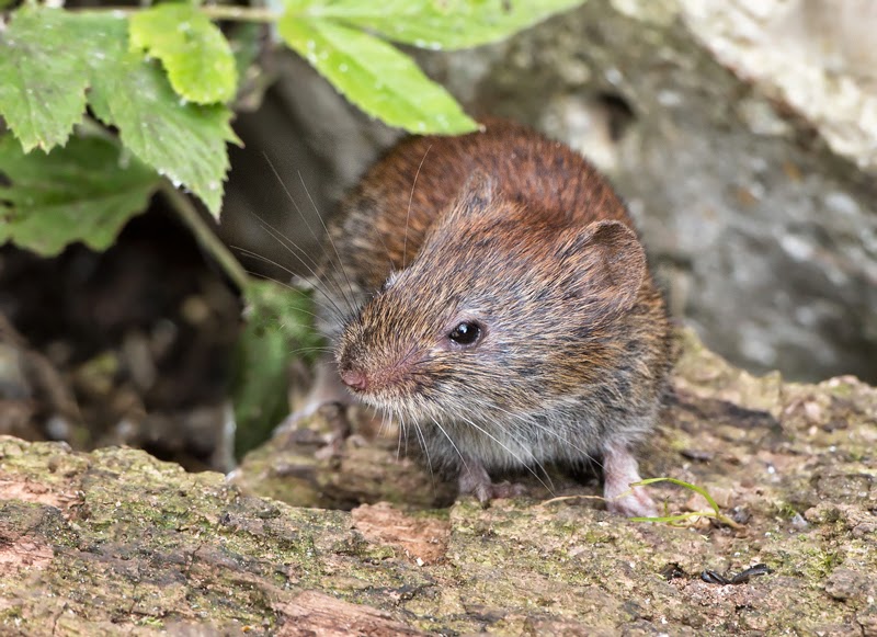 Russ Telfer Wildlife Photography: Voles pt 2